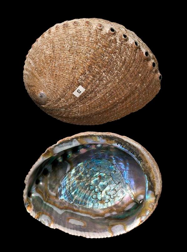 Shelling Down Under: A Detailed Guide to 10 common Australian Seashells ...