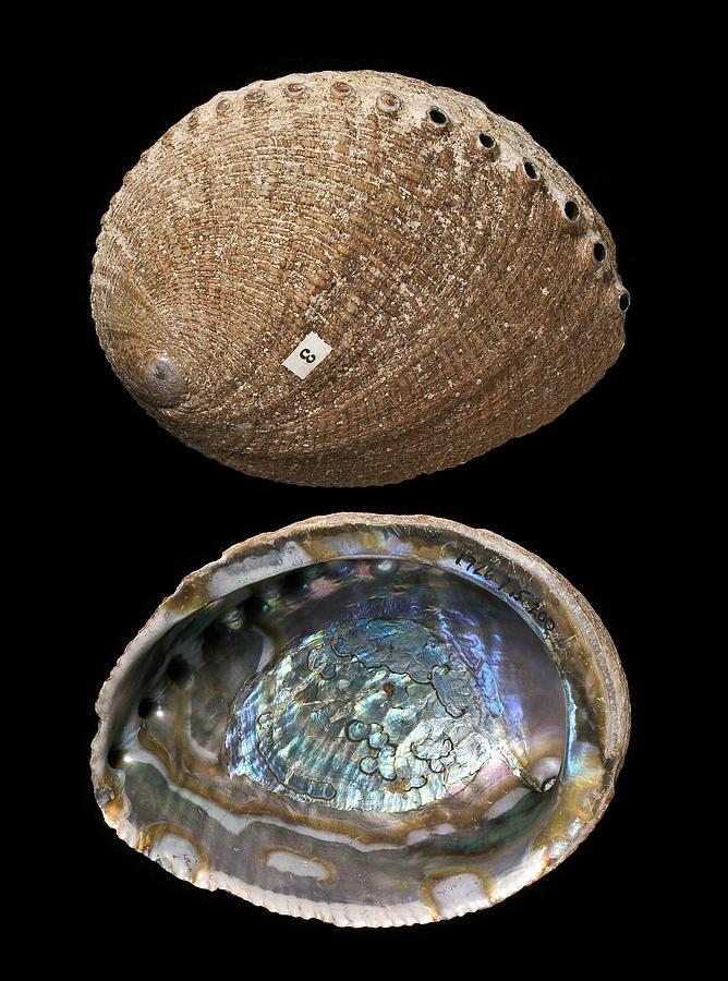 Shelling Down Under: A Detailed Guide to 10 common Australian Seashells ...