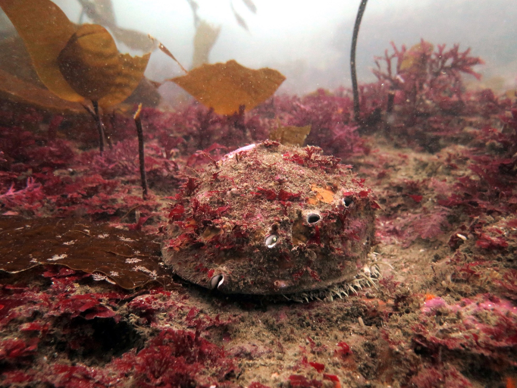 Shelling Down Under: A Detailed Guide to 10 common Australian Seashells ...
