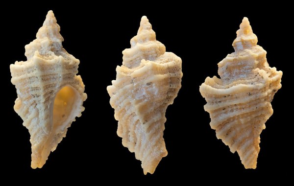 Shelling Down Under: A Detailed Guide to 10 common Australian Seashells ...