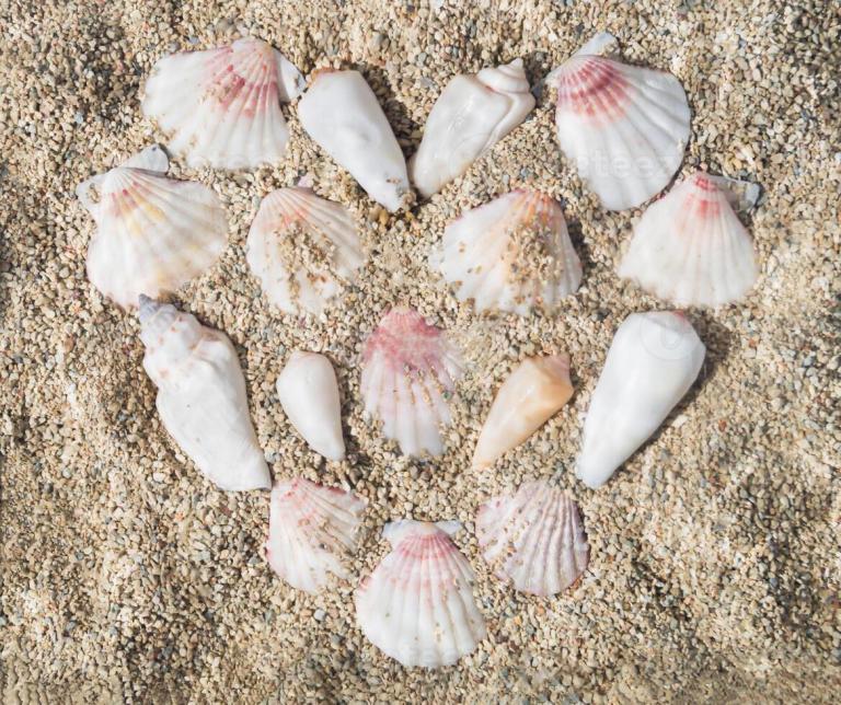 Shelling Down Under: A Detailed Guide to 10 common Australian Seashells ...