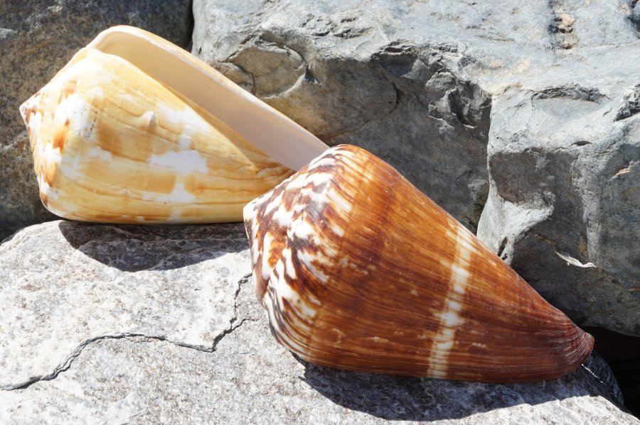 Shelling Down Under: A Detailed Guide to 10 common Australian Seashells ...