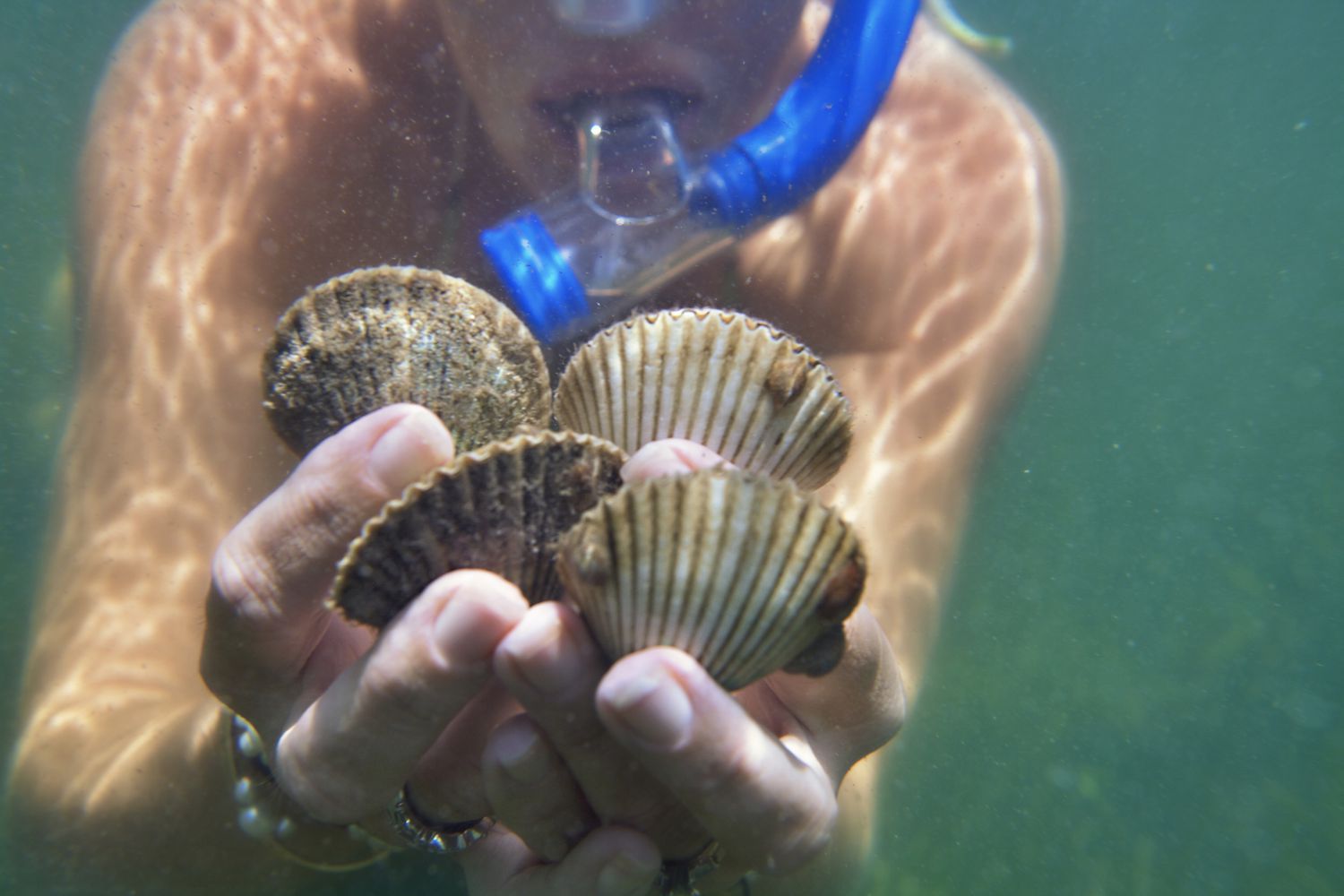 Shelling Down Under: A Detailed Guide to 10 common Australian Seashells ...