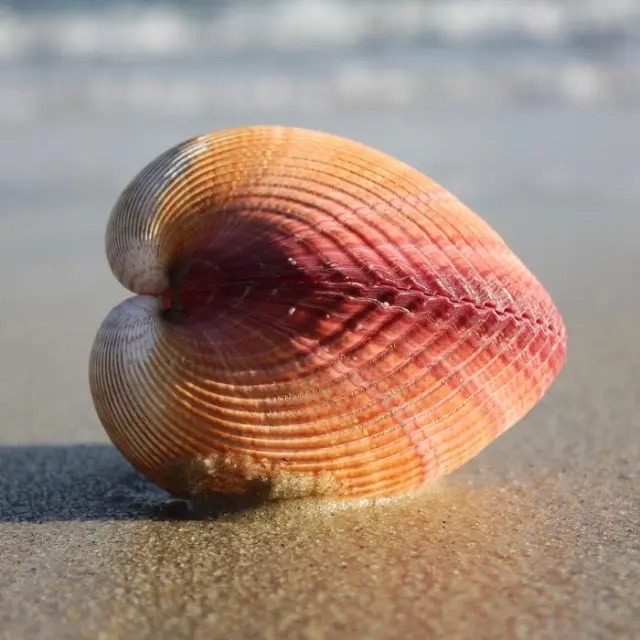 Shelling Down Under: A Detailed Guide to 10 common Australian Seashells ...