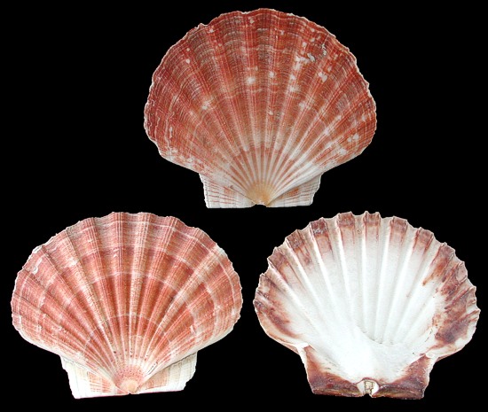 Shelling Down Under: A Detailed Guide to 10 common Australian Seashells ...