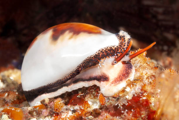 Shelling Down Under: A Detailed Guide to 10 common Australian Seashells ...