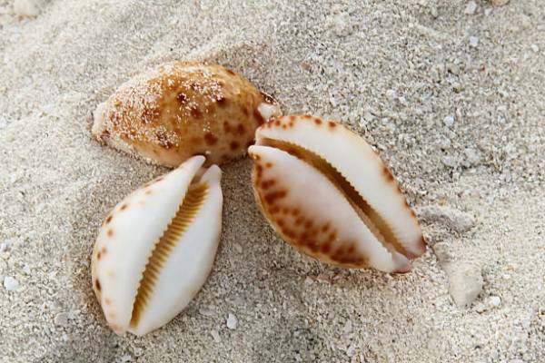 Shelling Down Under: A Detailed Guide to 10 common Australian Seashells ...