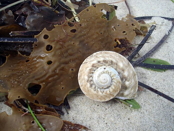 Shelling Down Under: A Detailed Guide to 10 common Australian Seashells ...