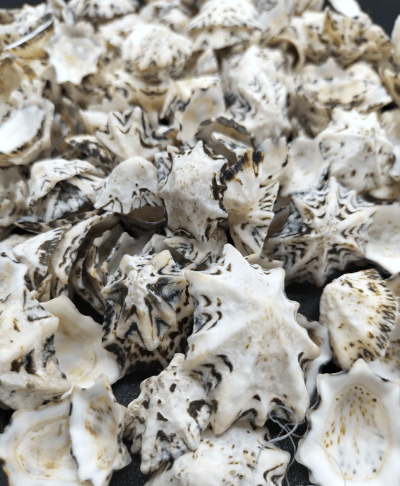 Shelling Down Under: A Detailed Guide to 10 common Australian Seashells ...