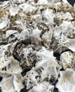 Shelling Down Under: A Detailed Guide to 10 common Australian Seashells ...