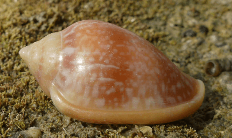 Shelling Down Under: A Detailed Guide to 10 common Australian Seashells ...