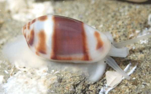 Shelling Down Under: A Detailed Guide to 10 common Australian Seashells ...