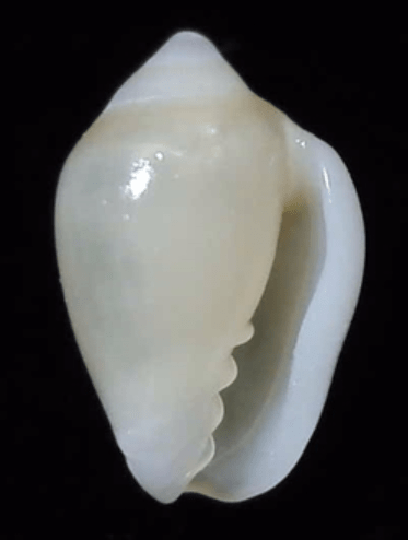 Shelling Down Under: A Detailed Guide to 10 common Australian Seashells ...