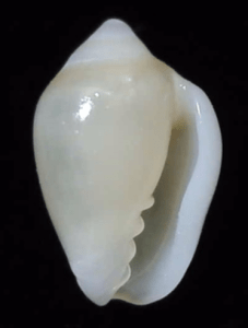 Shelling Down Under: A Detailed Guide to 10 common Australian Seashells ...