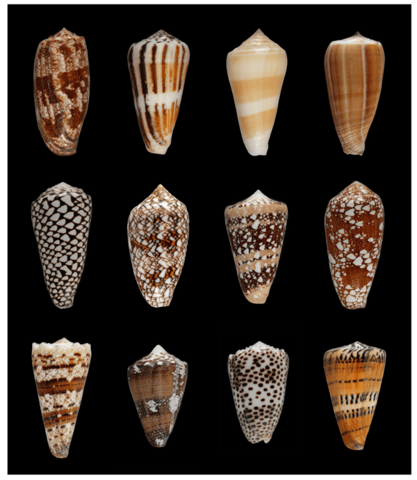 Shelling Down Under: A Detailed Guide to 10 common Australian Seashells – Pippi's Cove