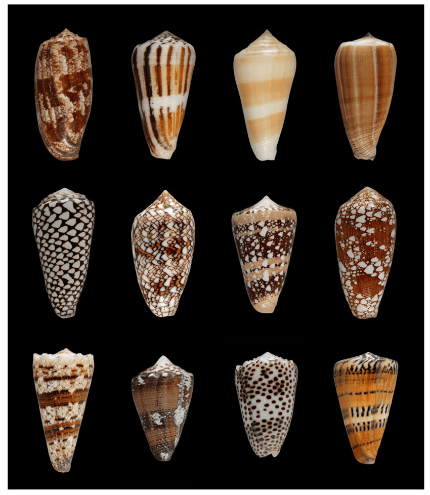 Shelling Down Under: A Detailed Guide to 10 common Australian Seashells ...