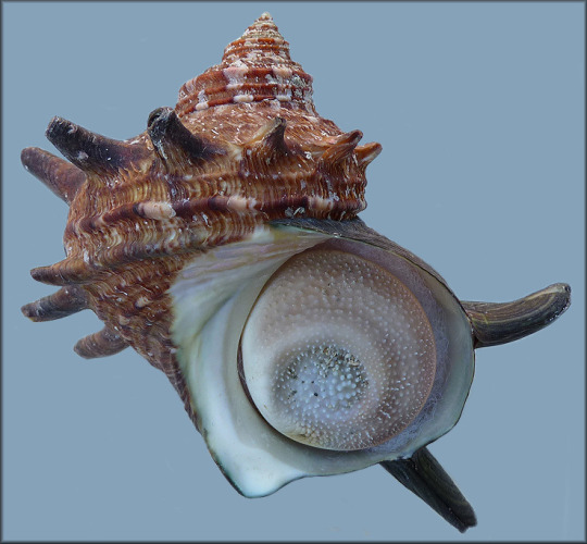 Shelling Down Under: A Detailed Guide to 10 common Australian Seashells ...