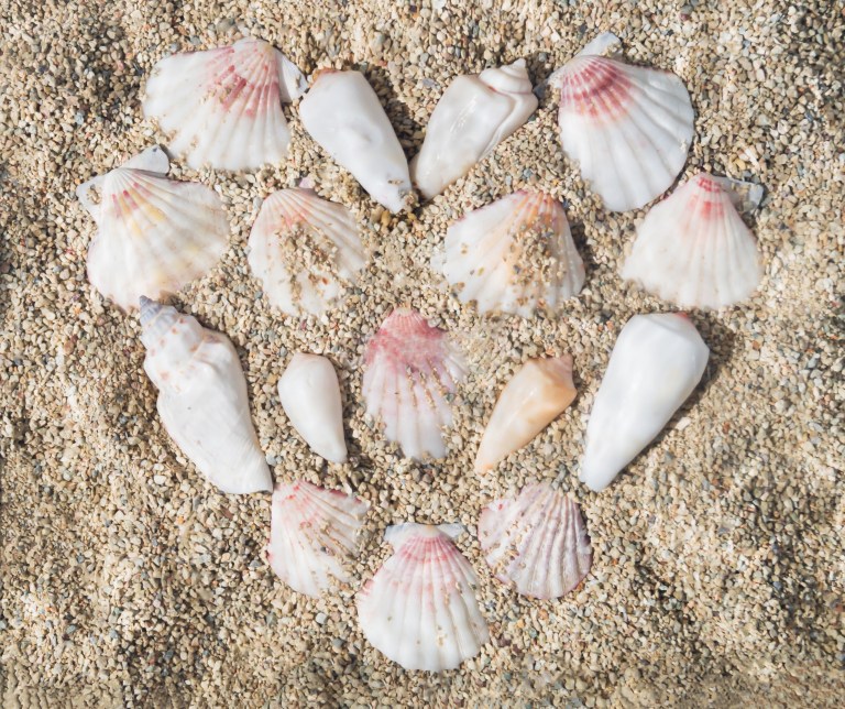 Shelling Down Under: A Detailed Guide to 10 common Australian Seashells ...